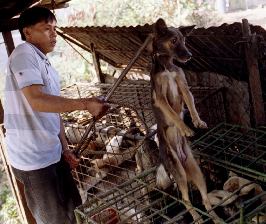 Ensemble contre la maltraitance animale! | Petitions24.net